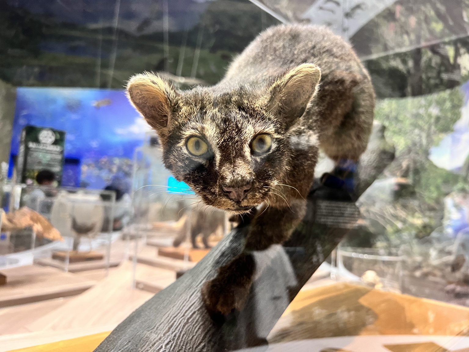 Iriomote Wildcat, Iriomote Island, Natural Monument, Miracle - Iriomote ...