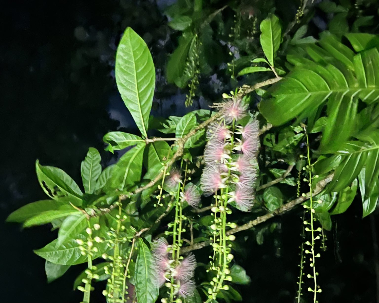 Sagaribana, a phantom flower that falls overnight 🪷 - Iriomote Island